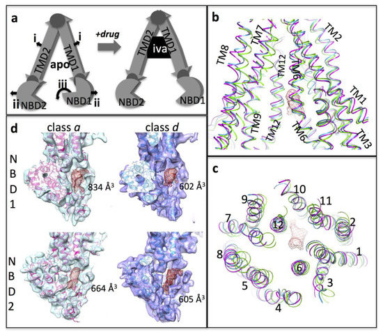 Structure of ABCB1/P-Glycoprotein in the Presence of the CFTR ...