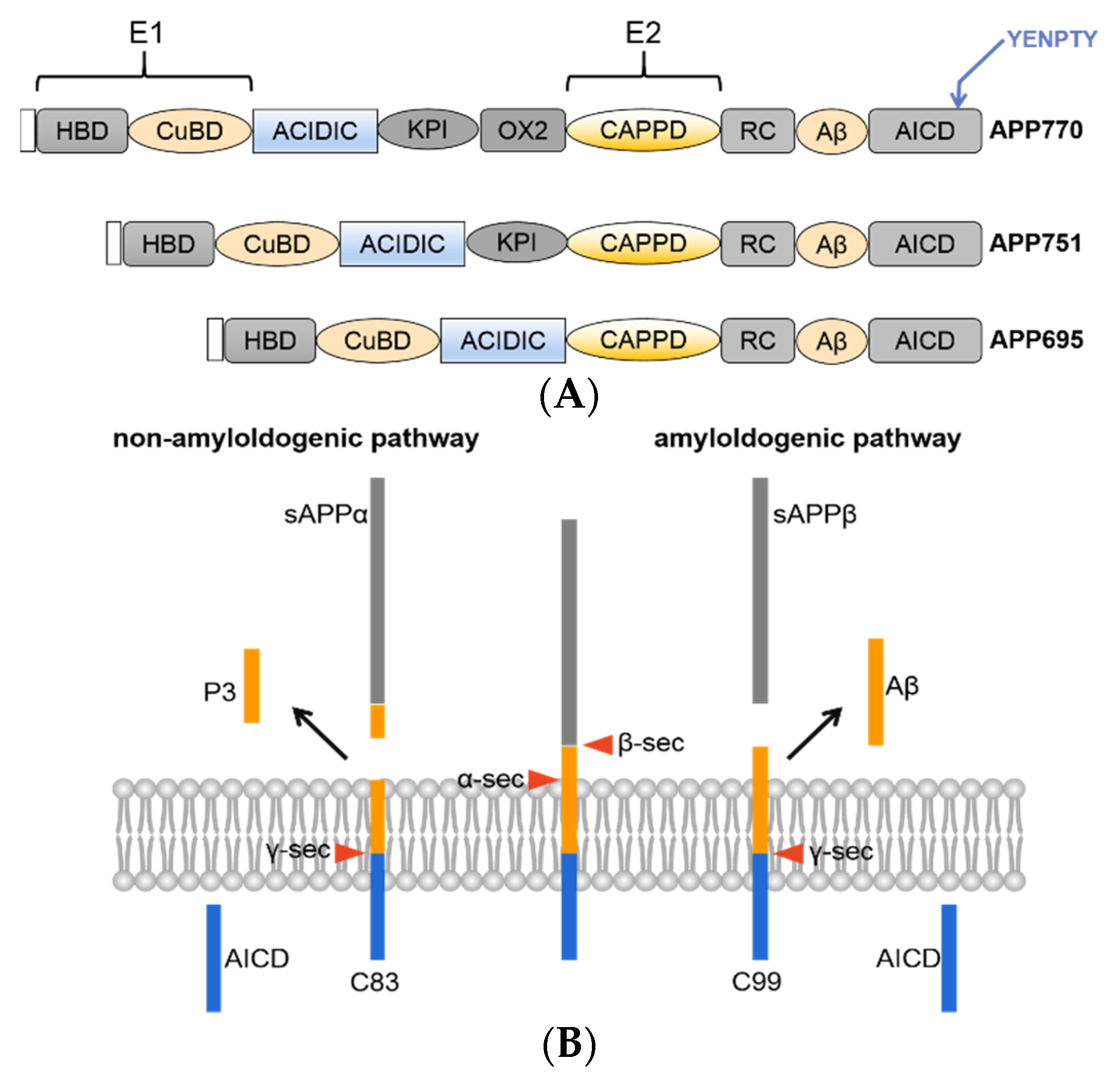 Secretases Related To Amyloid Precursor Protein Processing