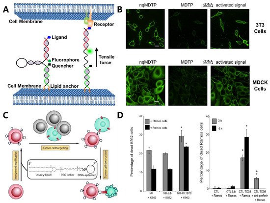 DNA-Based Molecular Engineering of the Cell Membrane