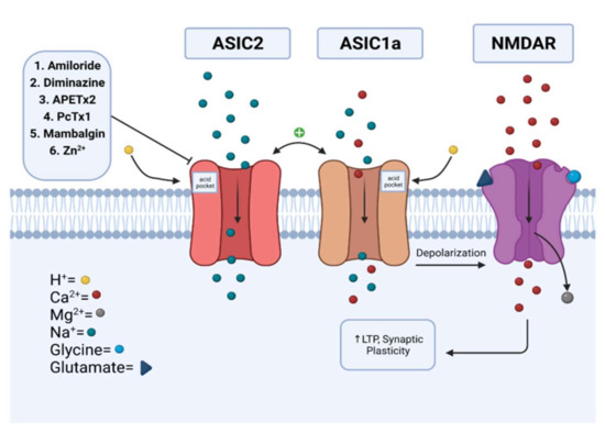 Acid-Sensing Ion Channel 2: Function and Modulation