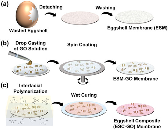 Thin Film Biocomposite Membrane for Forward Osmosis Supported by ...