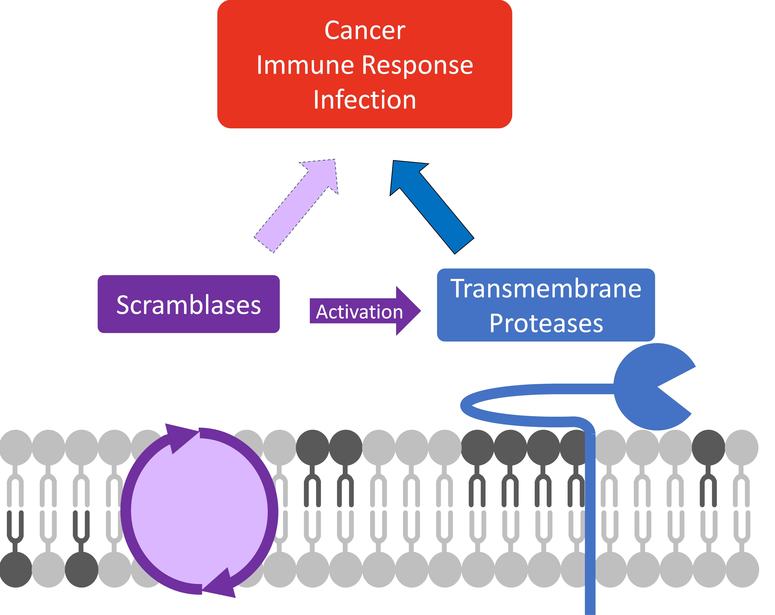 Membranes | Free Full-Text | Endothelial Cell Plasma Membrane ...