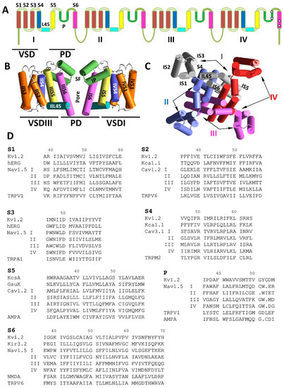 P-Loop Channels: Experimental Structures, and Physics-Based and Neural ...