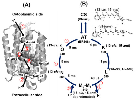 Photoreaction Pathways of Bacteriorhodopsin and Its D96N Mutant as ...