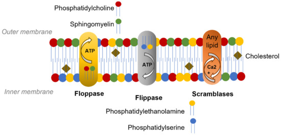 Phosphatidylcholine Membrane