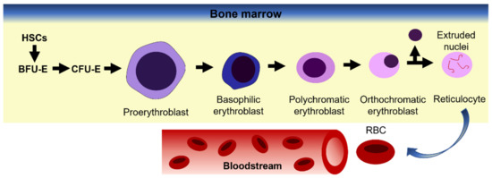 Reticulocyte Maturation
