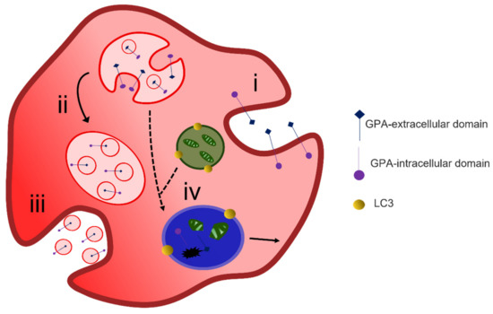 Reticulocyte Maturation