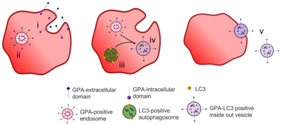 Reticulocyte Maturation