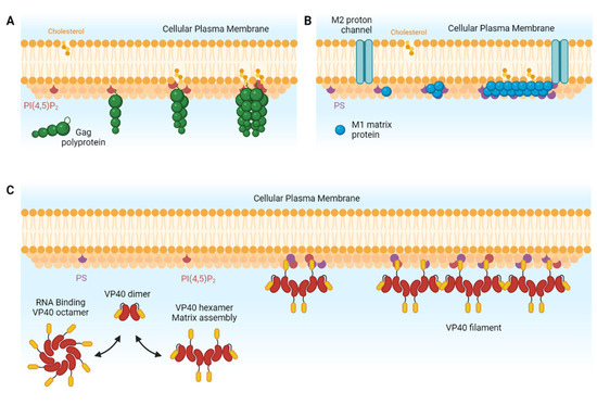 Deciphering the Assembly of Enveloped Viruses Using Model Lipid Membranes