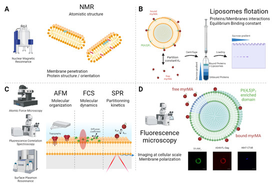 Deciphering the Assembly of Enveloped Viruses Using Model Lipid Membranes