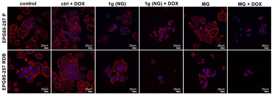 RCCS Bioreactor-Based Modeled Microgravity Affects Gastric Cancer Cells ...