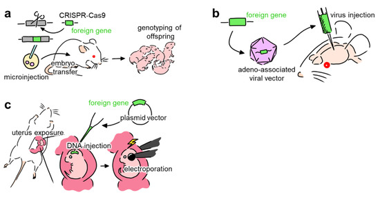 In Utero Electroporation for Manipulation of Specific Neuronal Populations