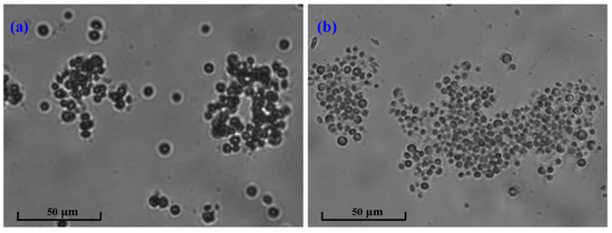 Membrane Photobioreactor Applied for Municipal Wastewater Treatment at ...