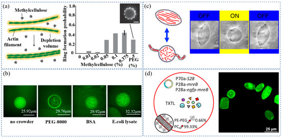 Progress on Crowding Effect in Cell-like Structures