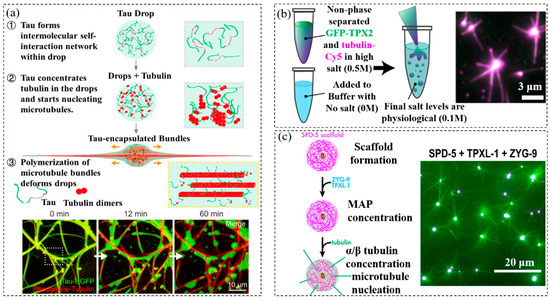 Progress on Crowding Effect in Cell-like Structures
