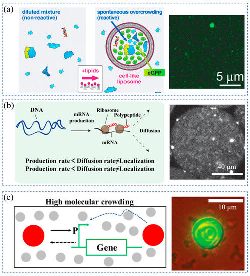 Progress on Crowding Effect in Cell-like Structures