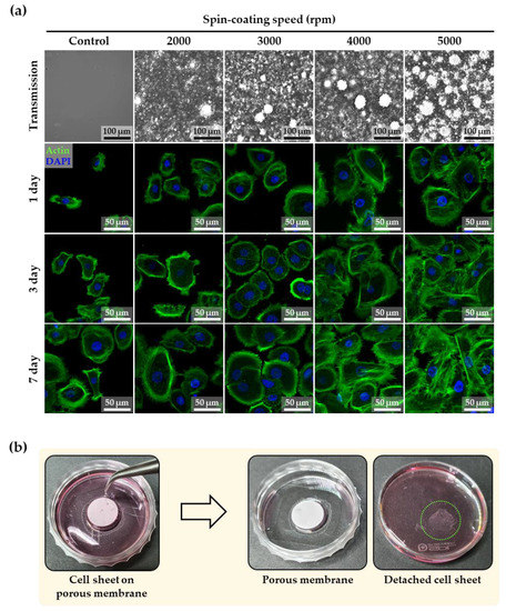 Controlled Thin Polydimethylsiloxane Membrane with Small and Large ...