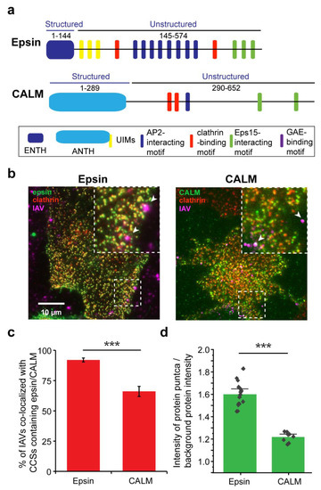 Biomechanical Role of Epsin in Influenza A Virus Entry