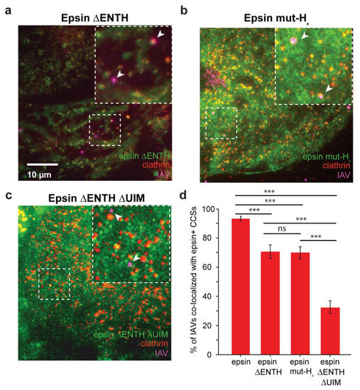 Biomechanical Role of Epsin in Influenza A Virus Entry