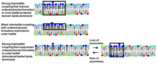 Ordered Domain (Raft) Formation in Asymmetric Vesicles and Its ...