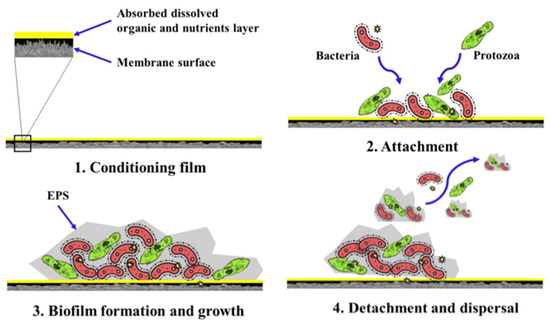 Recent Advances on Membranes for Water Purification Based on Carbon ...