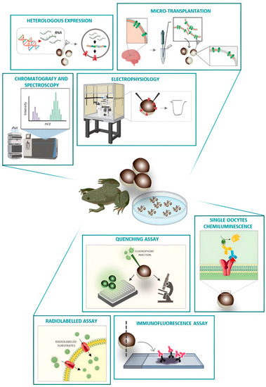 The “www” of Xenopus laevis Oocytes: The Why, When, What of Xenopus ...