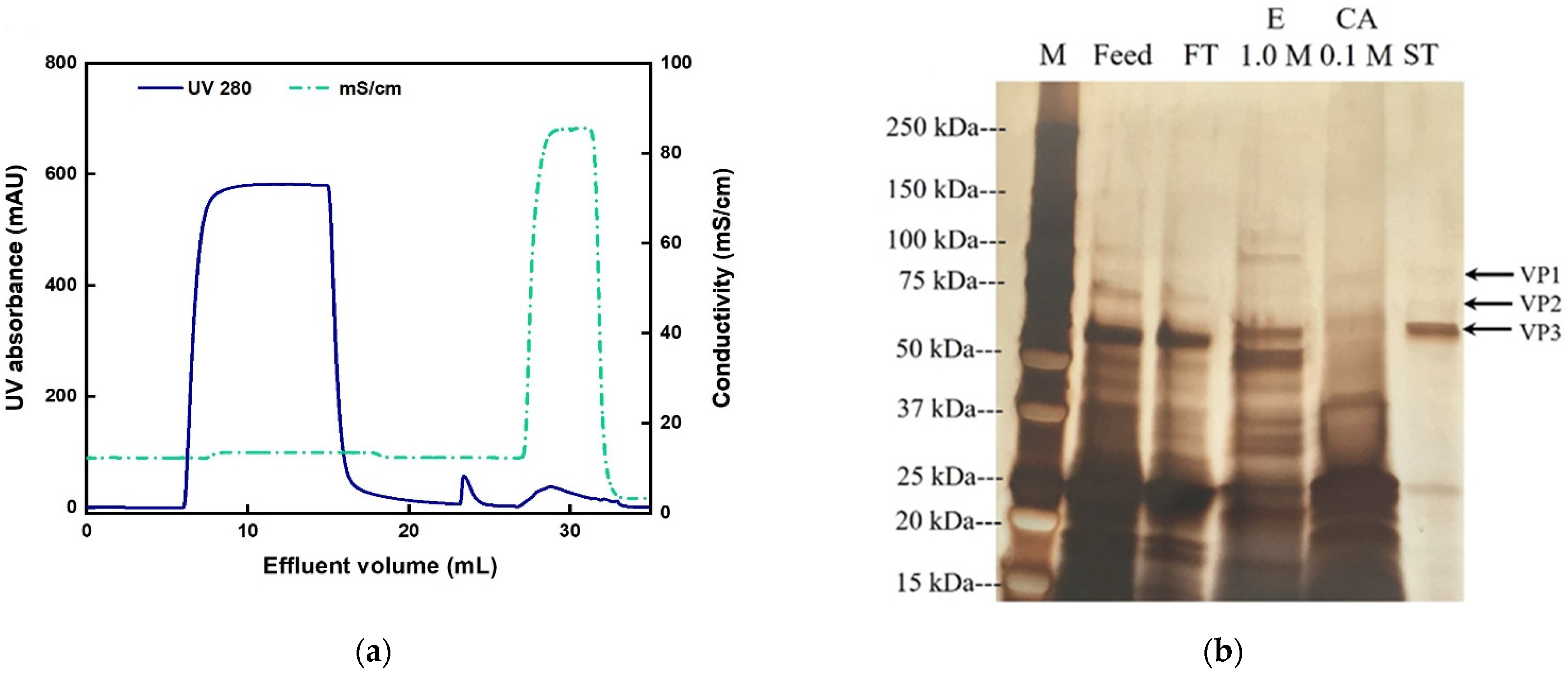 Membranes | Free Full-Text | Purification of Adeno-Associated Virus ...
