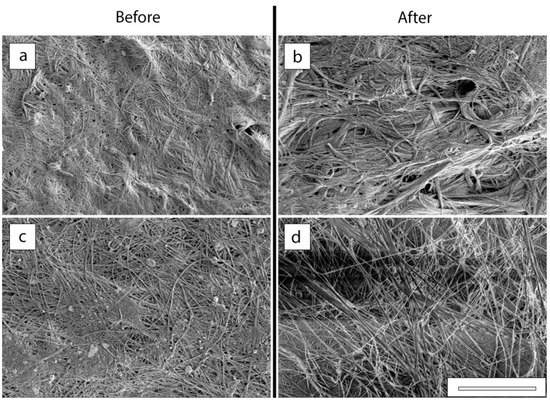 Animal Cellulose with Hierarchical Structure Isolated from Halocynthia ...