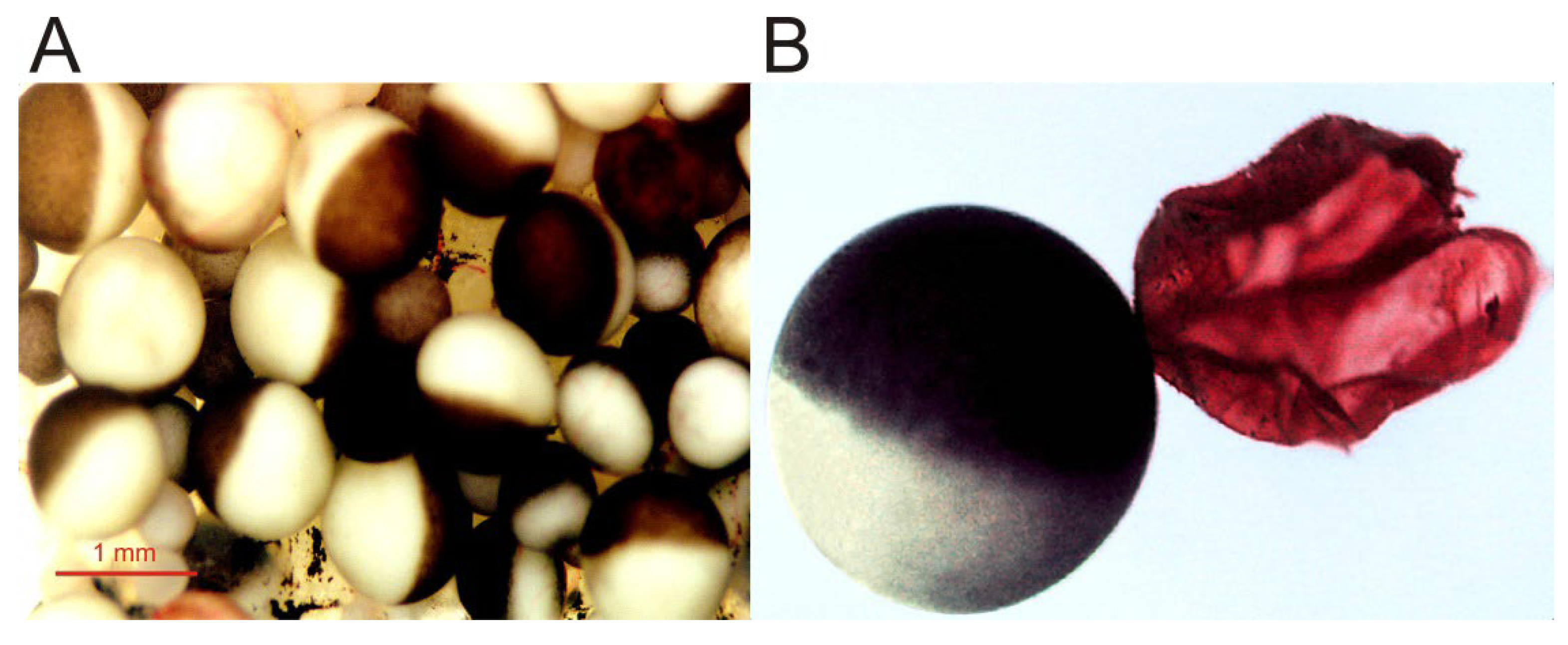 Xenopus Oocyte Maturation Xenopus Oocyte Maturation