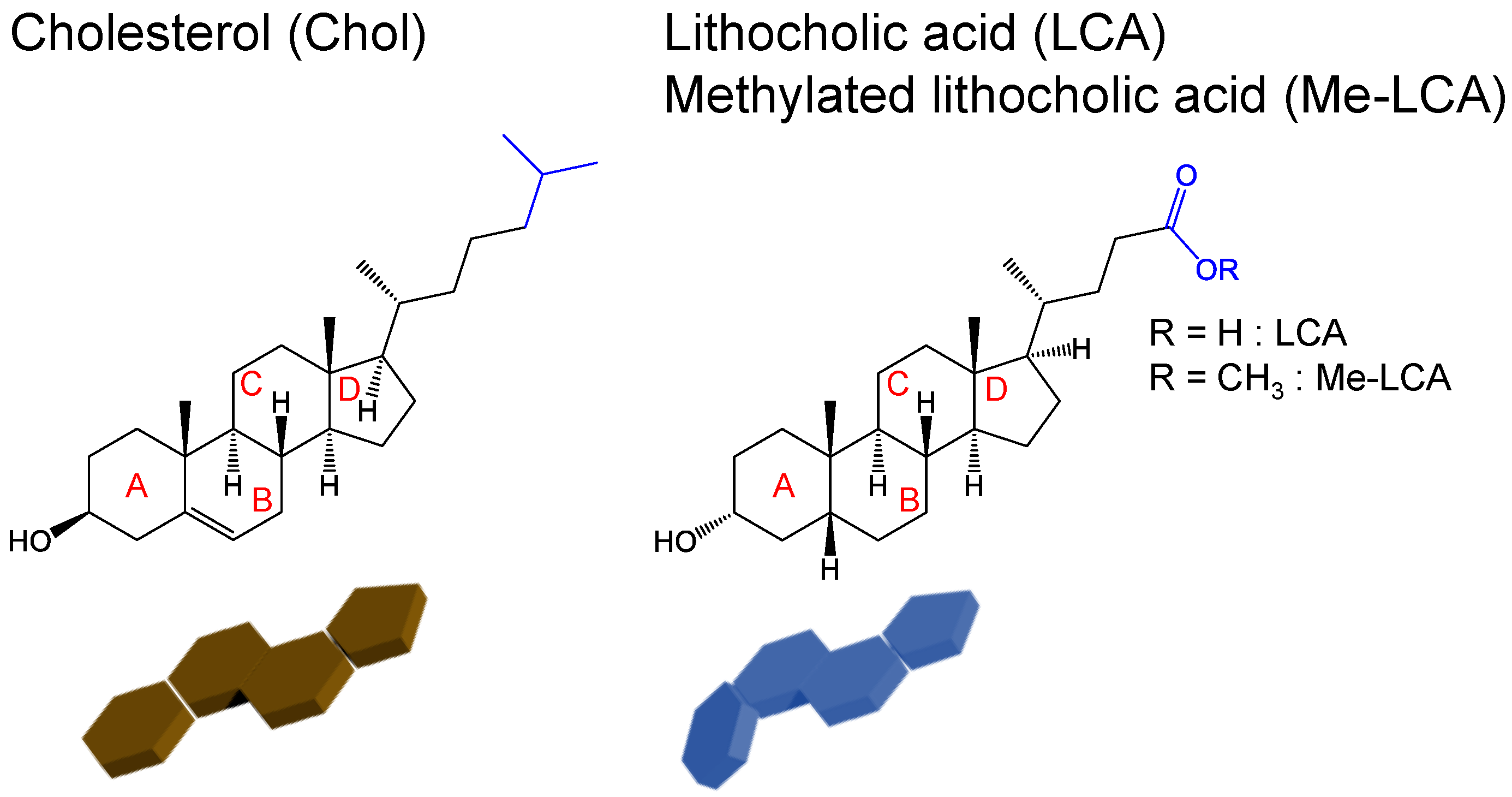 Possible Role of Bent Structure of Methylated Lithocholic Acid on ...
