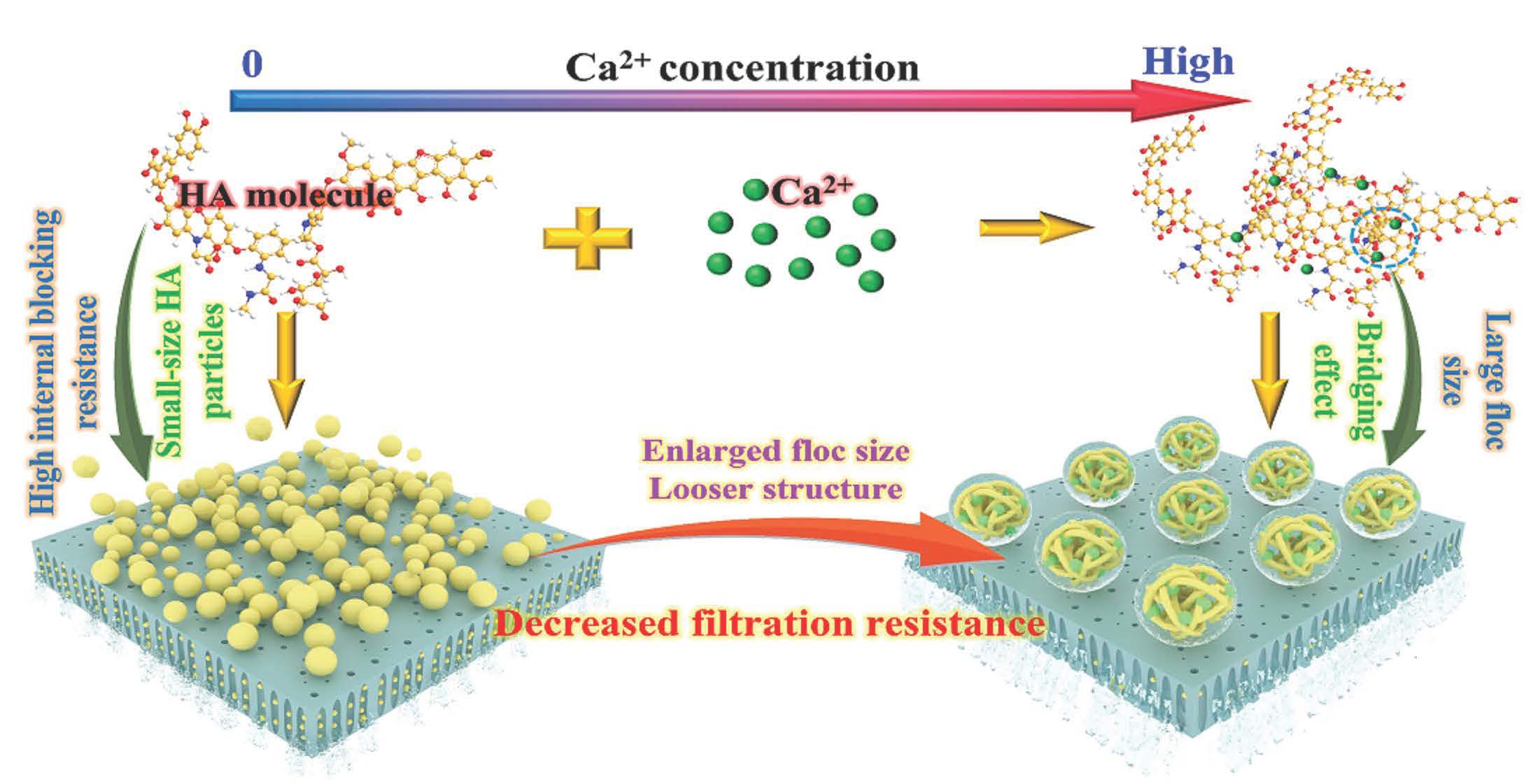 Membranes | Free Full-Text | Impacts of Calcium Addition on Humic Acid ...