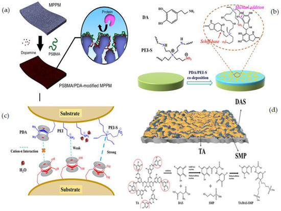 Impact of Membrane Modification and Surface Immobilization Techniques ...