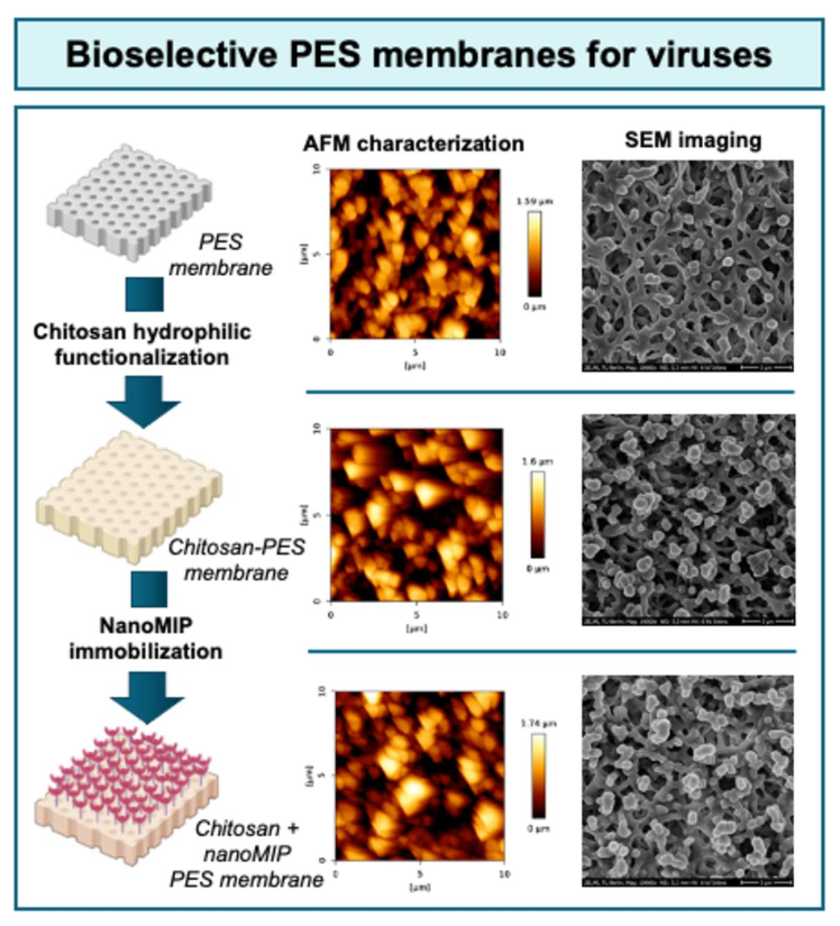 Membranes | Free Full-Text | Bioselective PES Membranes Based on ...