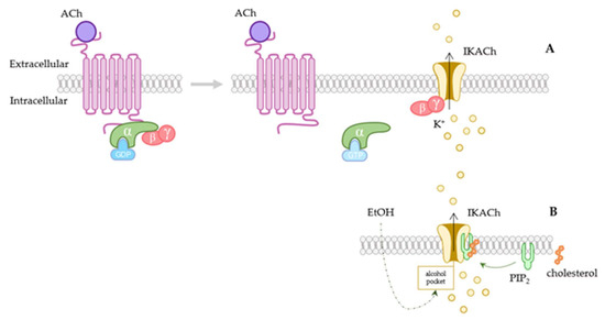 Membranes | Free Full-Text | The Relevance of GIRK Channels in Heart ... Membranes | Free Full-Text | The Relevance of GIRK Channels in Heart ...