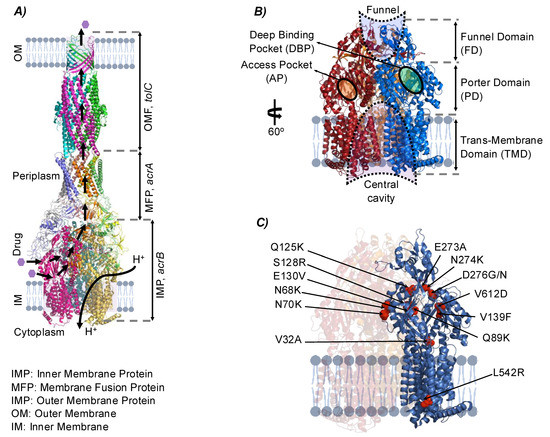 Understanding Functional Redundancy and Promiscuity of Multidrug ...
