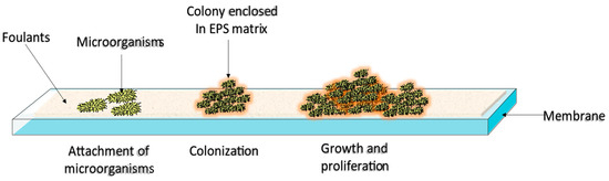 Membranes | Free Full-Text | A Review on Membrane Biofouling: Prediction, Characterization, and ...