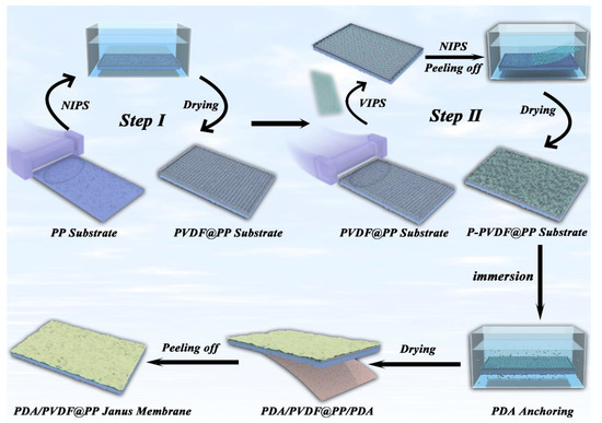 Rational Design of PDA/P-PVDF@PP Janus Membrane with Asymmetric ...