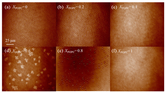 A Deeper Insight into the Interfacial Behavior and Structural ...