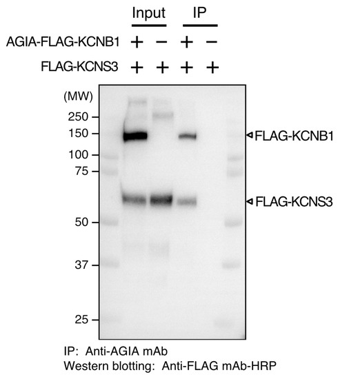 Evaluation of Cell-Free Synthesized Human Channel Proteins for In Vitro ...