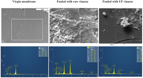 Stability of Ion Exchange Membranes in Electrodialysis