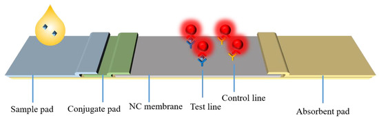 Preparation of Lateral Flow PVDF Membrane via Combined Vapor- and Non ...
