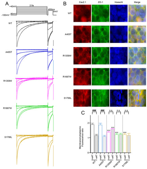 Functional Characterization of Four Known Cav2.1 Variants Associated ...