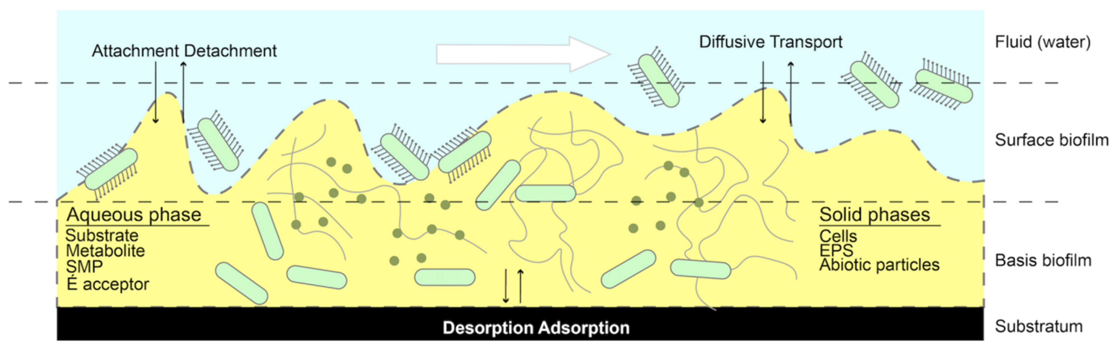 Mini-Review of Biofilm Interactions with Surface Materials in ...
