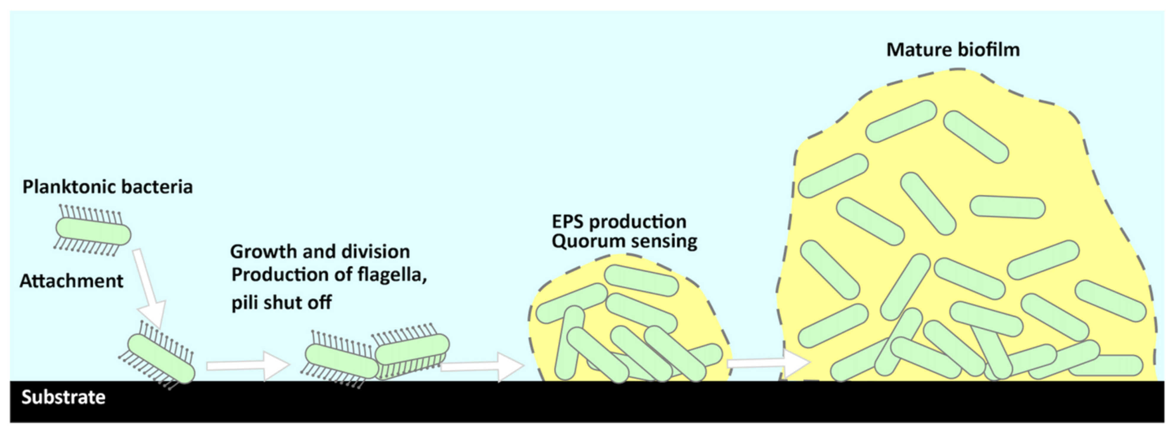 Mini-Review of Biofilm Interactions with Surface Materials in ...
