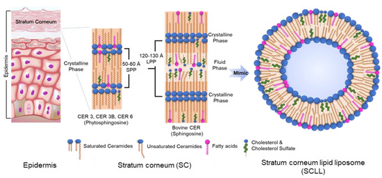 Biomimetic Stratum Corneum Liposome Models: Lamellar Organization and ...