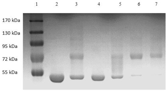 Membrane-Based Hybrid Method for Purifying PEGylated Proteins