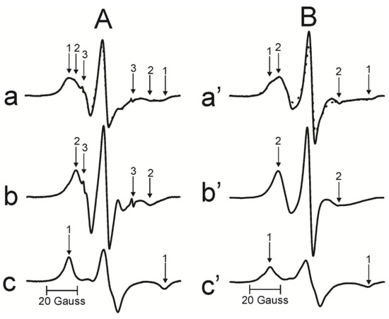Quantification of Age-Related Changes in the Lateral Organization of ...