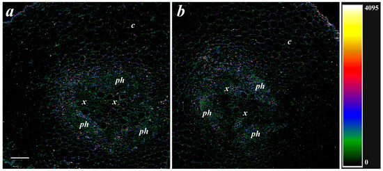 Effects of a Pseudomonas Strain on the Lipid Transfer Proteins ...