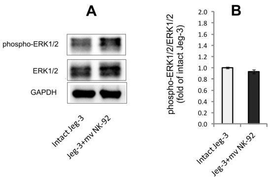 Natural Killer Cell Derived Microvesicles Affect the Function of ...