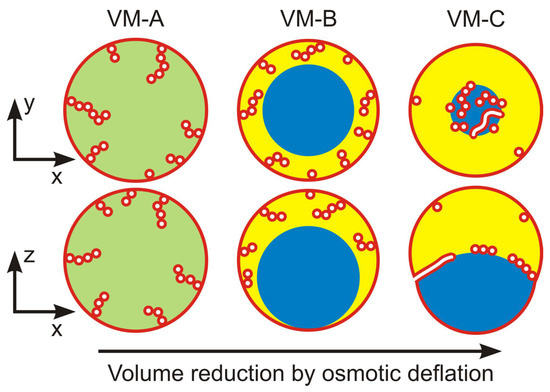 Remodeling of Biomembranes and Vesicles by Adhesion of Condensate Droplets
